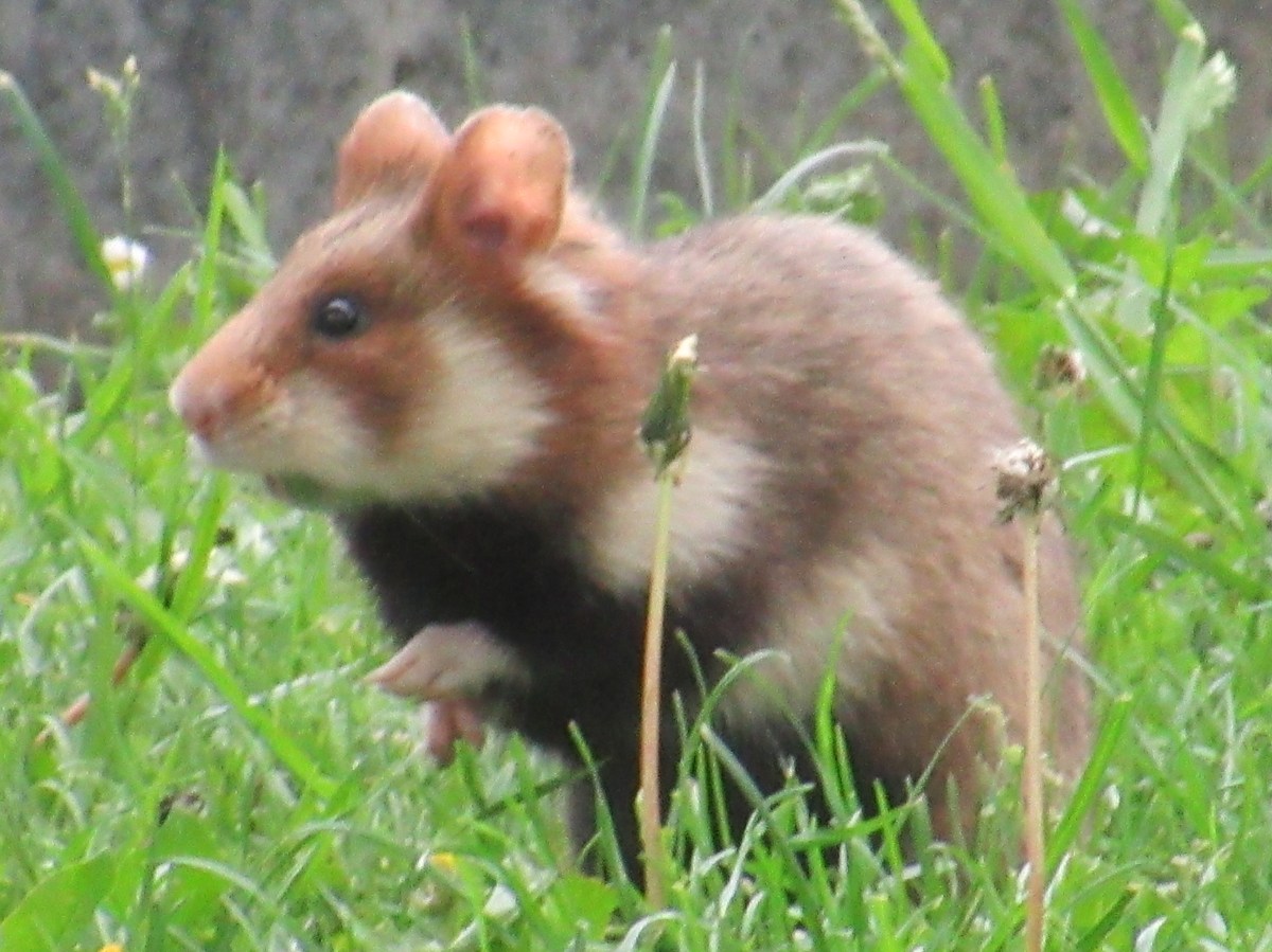 HAMSTER HUNTING IN VIENNA – Vole Explosion