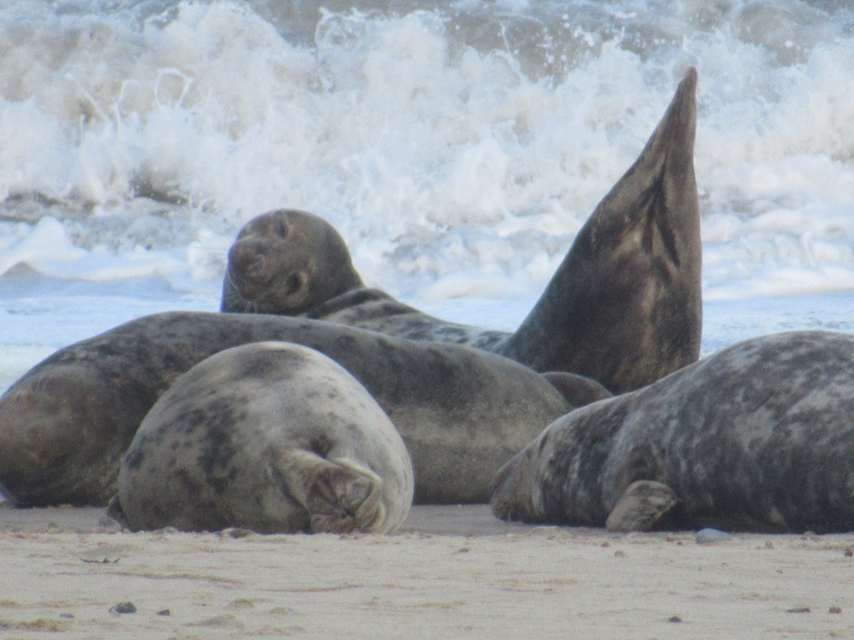 FAT MERMAIDS OF THE NORTH SEA – Vole Explosion