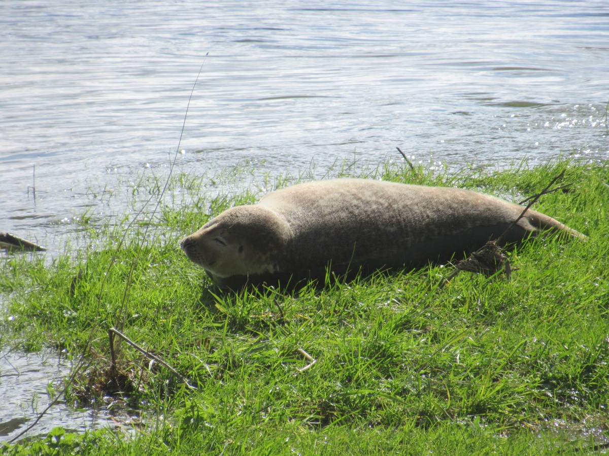 SEALS INCOMING! – Vole Explosion