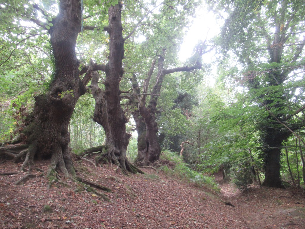 THE PASTON WAY – Vole Explosion